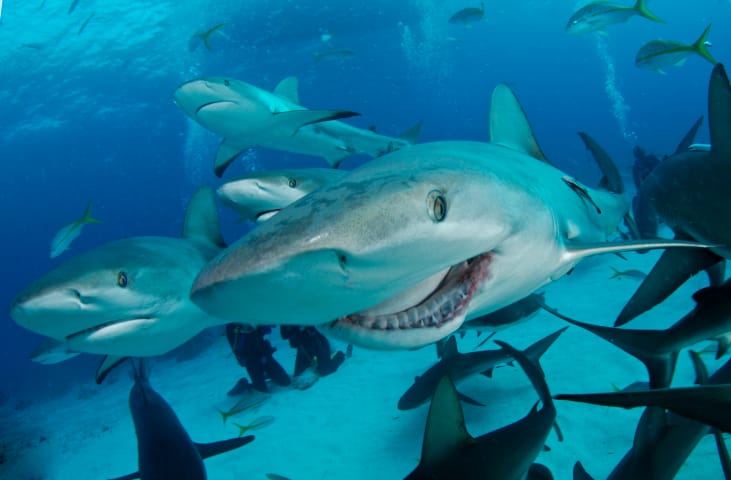 Jumping Into the Shark Tank, Jumping Into the Shark Tank